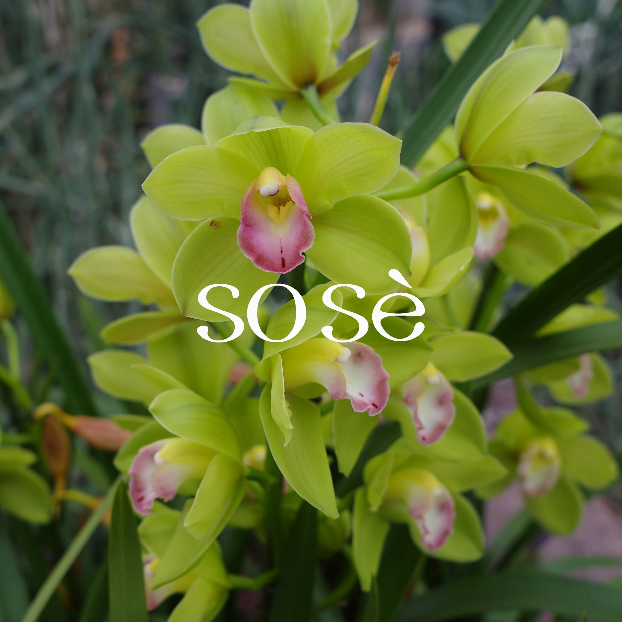 The Unspoken Connection Sleep And Libido In Womens Health Sose