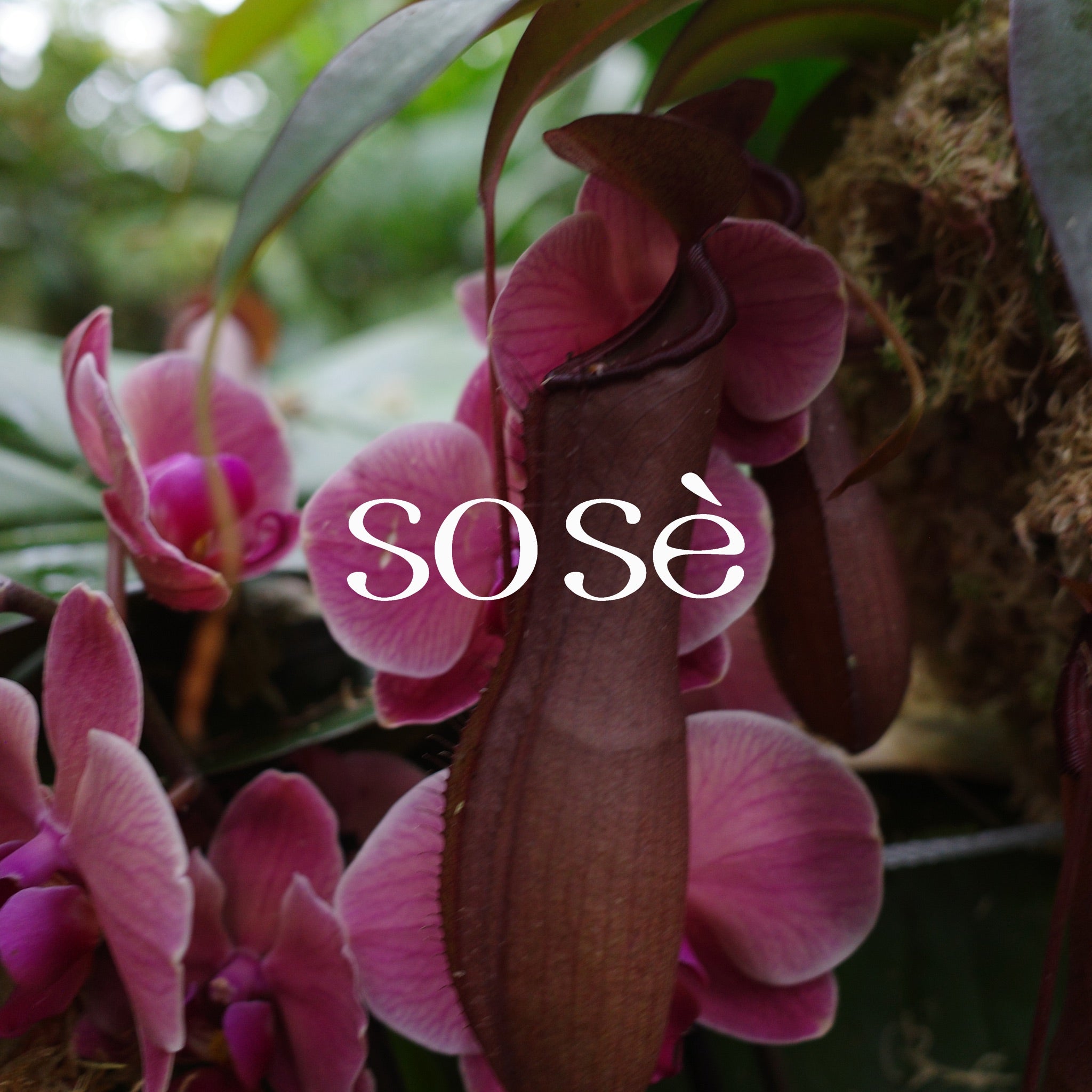 Sexual Health and Social Media – SOSE