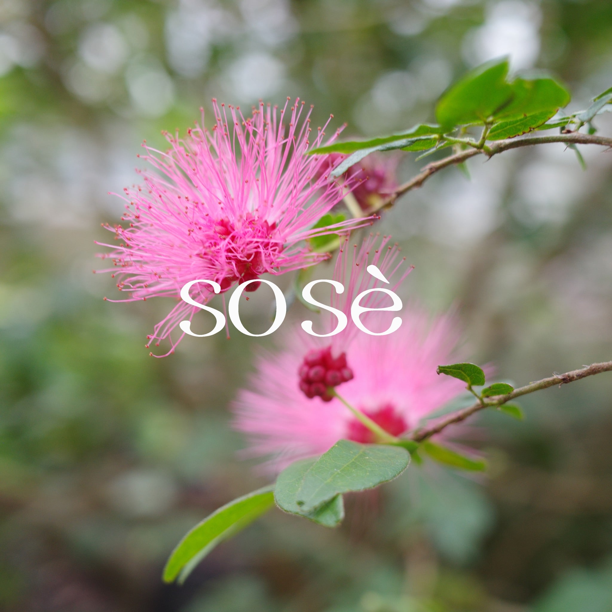 The Enigmatic Link Between Orgasms and Wellness – SOSE